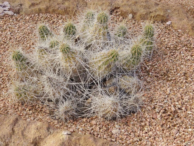 Fuzzy Cactus stock image. Image of garden, desert, arid - 9187053