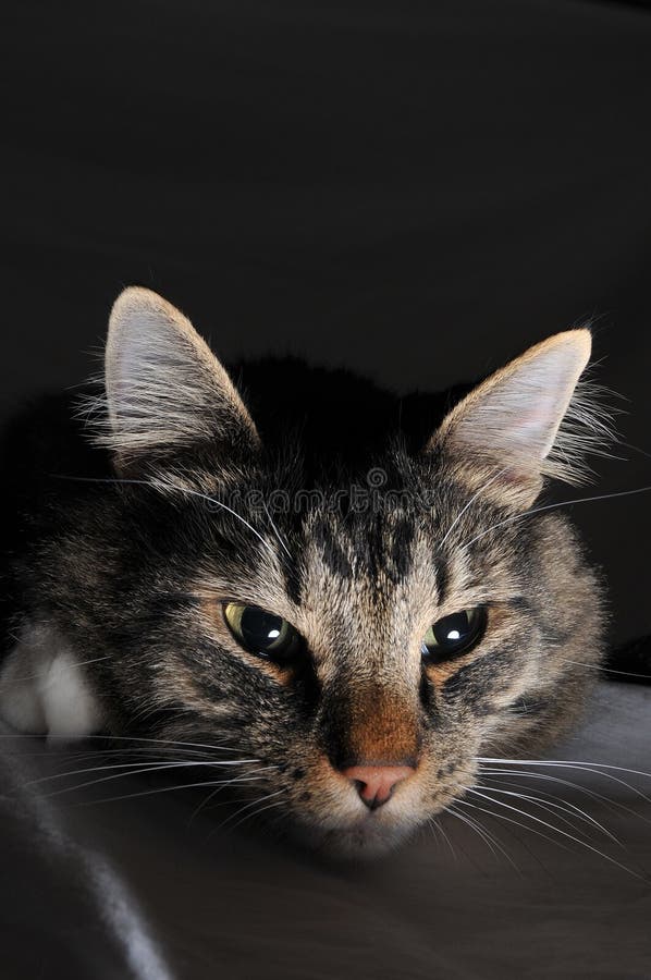 Fuzzy Cat Intensely on the Look Out Stock Image - Image of maine, fuzzy ...