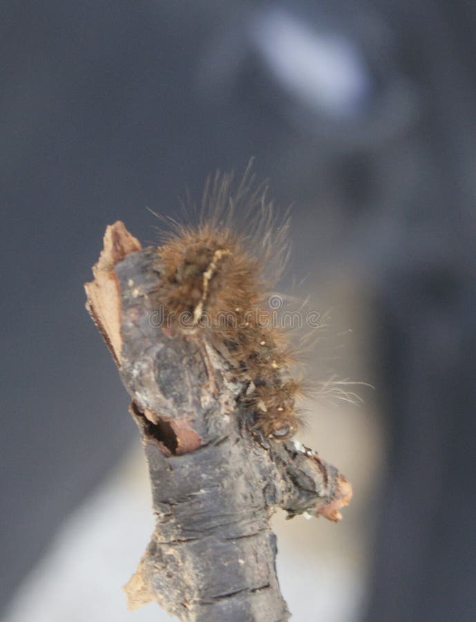 Fuzzy Caterpillar on the Road Stock Photo - Image of orange, wild: 31430900