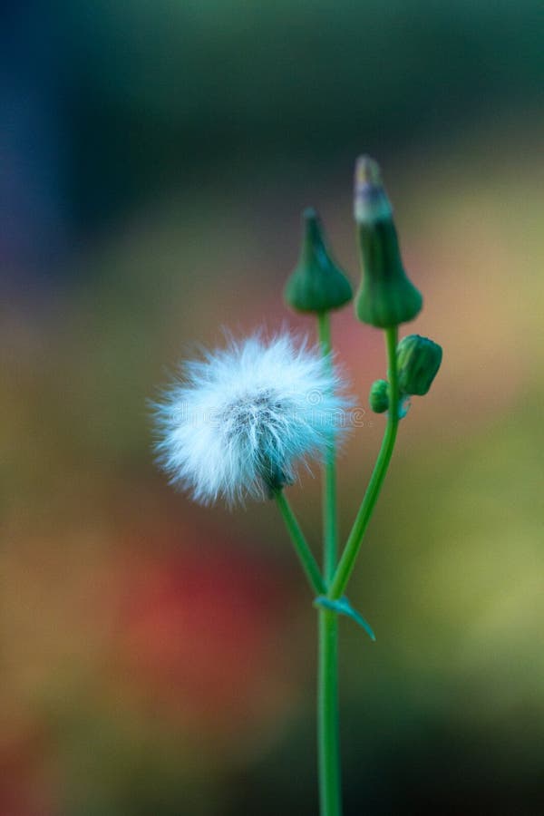 Fuzzy Cotton Like Wild Flowers in the Jungle Stock Photo - Image of ...
