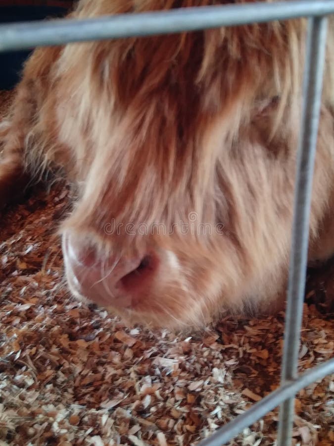 Fuzzy cow stock image. Image of cute, fuzzy, cows, face - 128253887