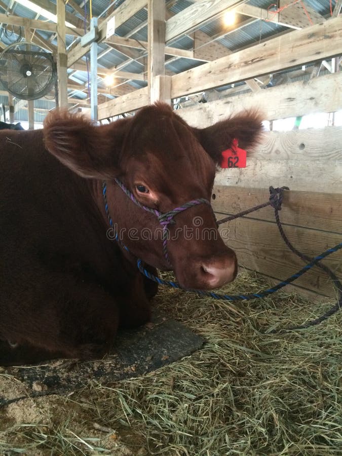 Fuzzy cow stock photo. Image of fuzzy, fair, county - 58760748