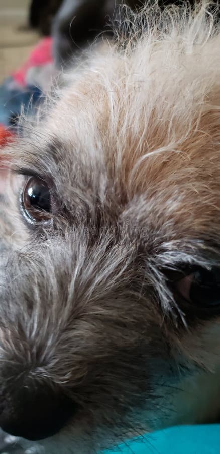 Fuzzy cute dog stock image. Image of fuzzy, cute, chihuahua - 191236479