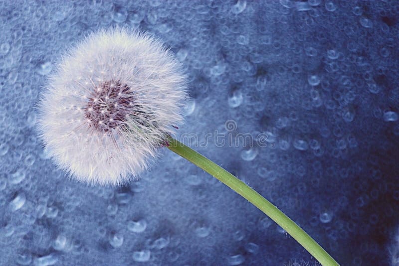 Fuzzy dandelion seeds stock image. Image of blue, flying - 55452241