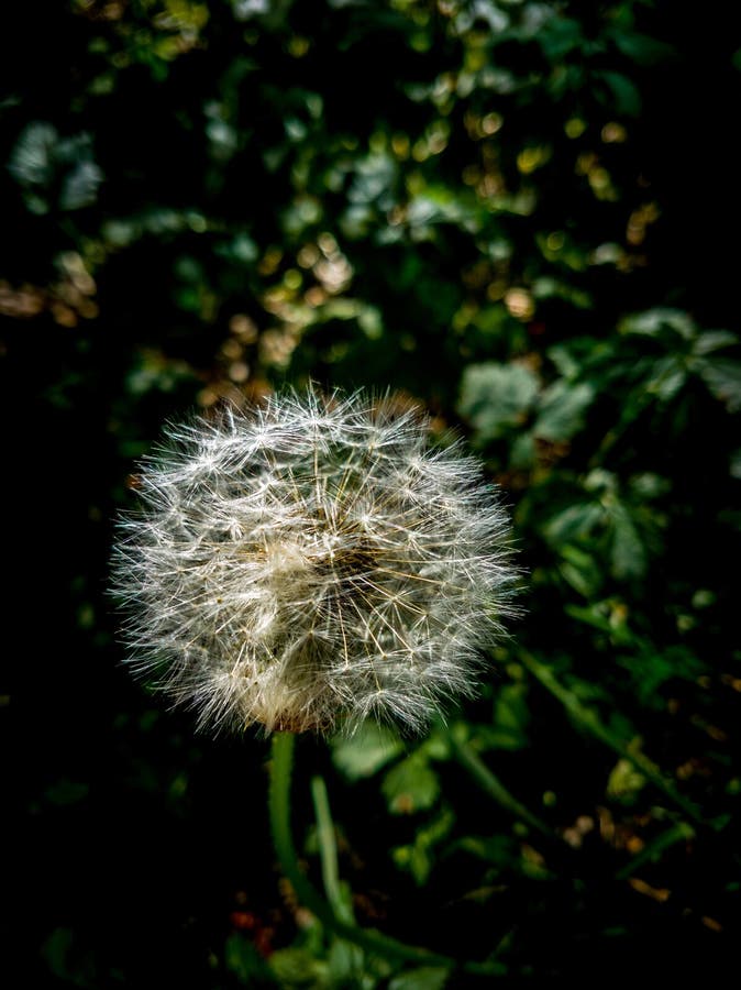 Fuzzy Dandelion Taraxacum Head Dark Background Stock Photos - Free ...