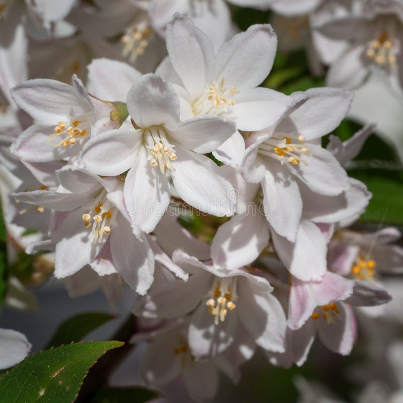 Fuzzy Deutzia, Scabra Di Deutzia Fotografia Stock - Immagine di ...