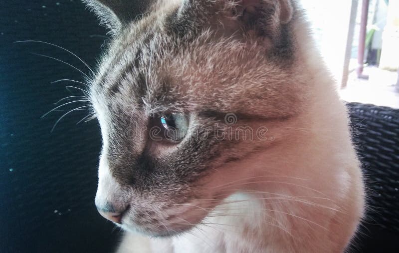 Fuzzy Face Close-up 2 stock image. Image of handsome - 88569551