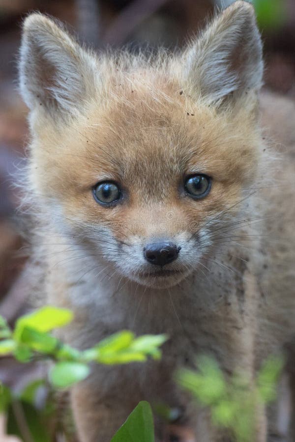 2,986 Fox Pup Photos - Free & Royalty-Free Stock Photos from Dreamstime