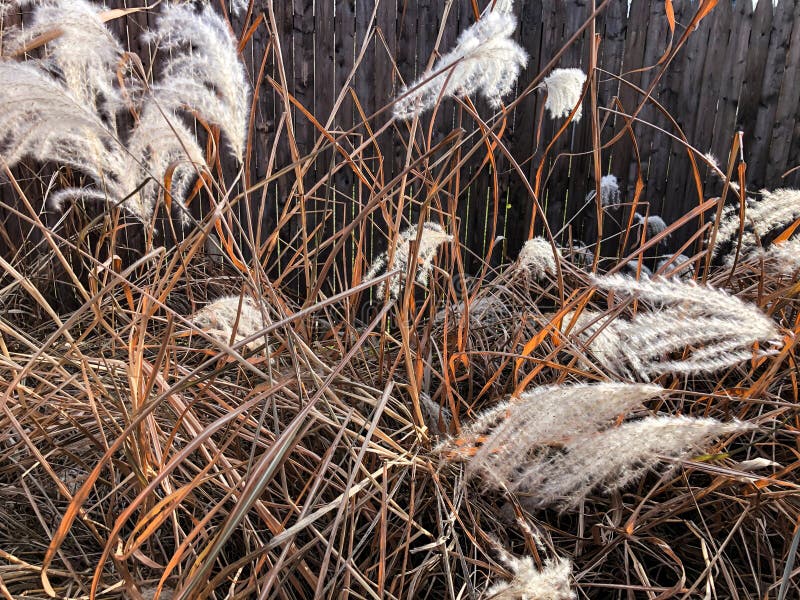 Fuzzy Fall Plants Blowing in the Wind Stock Photo - Image of fall ...
