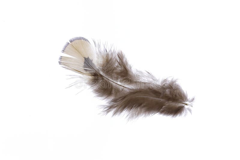 Macro of the Fuzzy Leaves on a Panda Plant Succulent Stock Photo ...