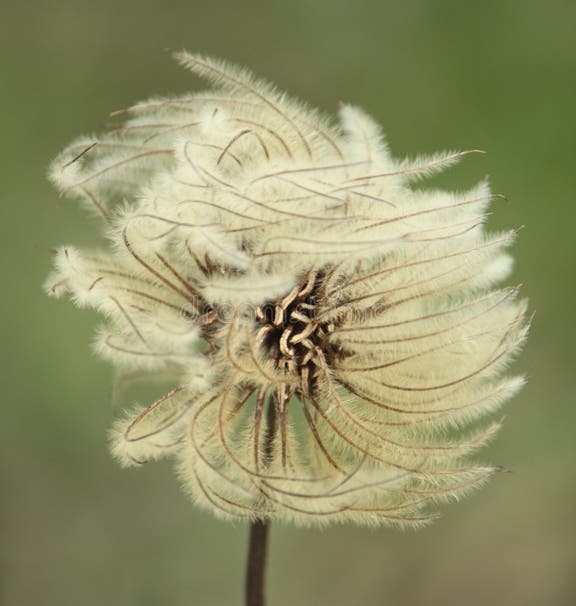 Fuzzy flower stock image. Image of petals, stem, plant - 43950755