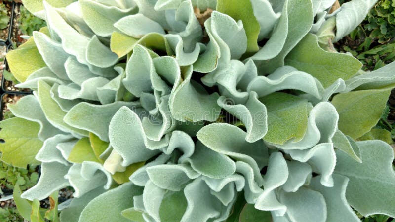 Fuzzy Foliage stock photo. Image of plant, foliage, fuzzy - 95860264