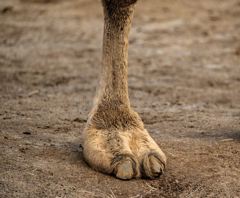 Fuzzy Foot of Camel stock photo. Image of fuzzy, dirt - 354372936