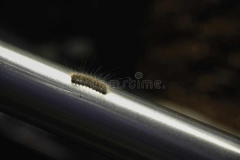 Fuzzy grasshopper stock image. Image of metal, natural - 101147075