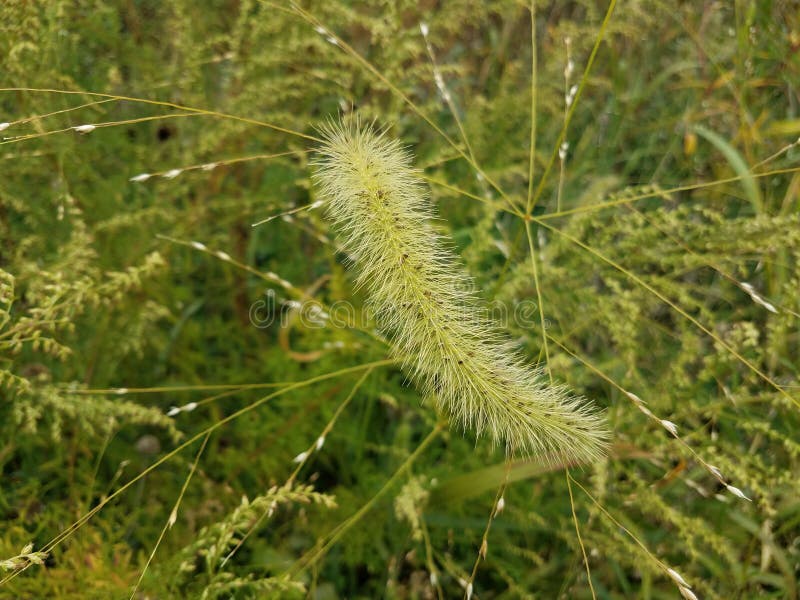 150 Fuzzy Weeds Stock Photos - Free & Royalty-Free Stock Photos from ...