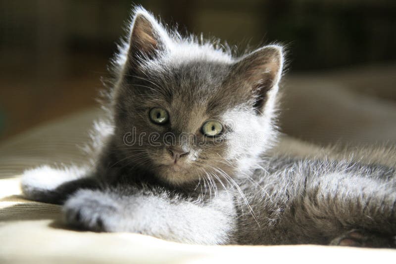 Fuzzy Grey Kitten stock photo. Image of green, eyes, grey - 45144972