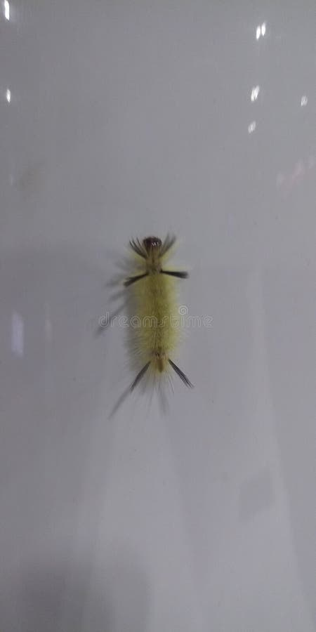 Fuzzy stock image. Image of moth, yellow, fuzzy, hitchiker - 160518061