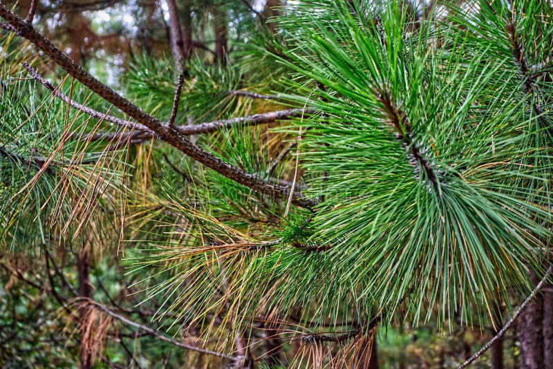 Fuzzy Mountain Shrubs of Superior - Thunder Bay, Ontario, Canada Stock ...