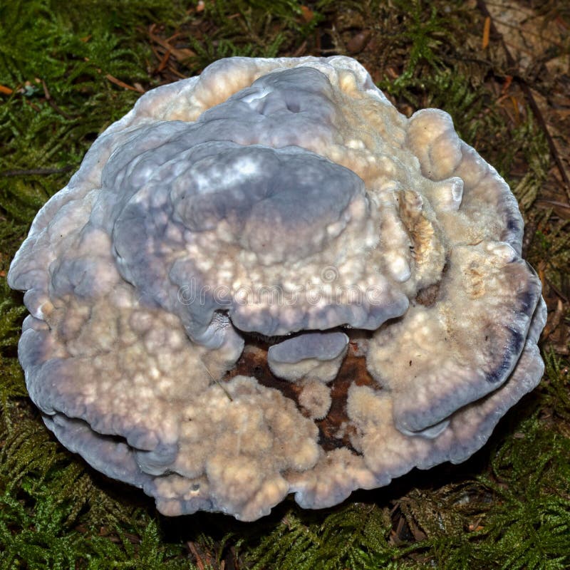 Fuzzy Mushroom on Pine Duff Stock Photo - Image of duff, closeup: 184951710