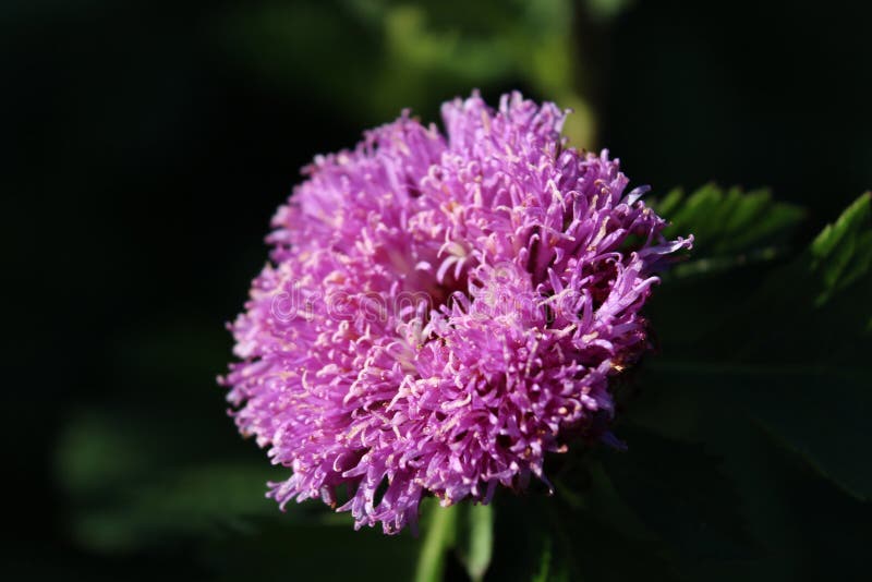 Pink flower stock image. Image of pink, fuzzy, flower - 101253083