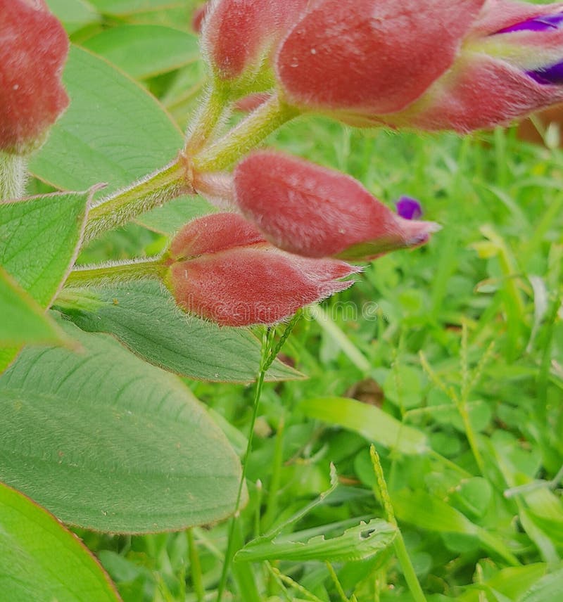 Fuzzy pink flower buds stock photo. Image of green, leaf - 207319648