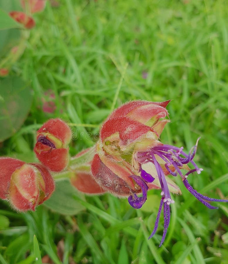 Fuzzy pink flower buds stock image. Image of wildflower - 207319655