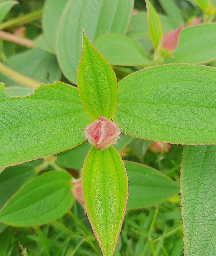 Fuzzy pink flower buds stock image. Image of garden - 207319671