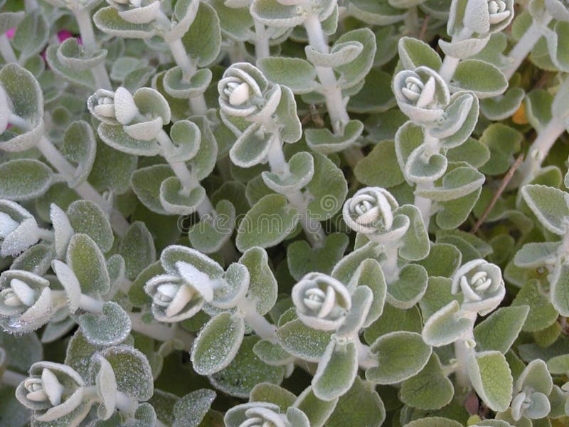 Fuzzy Plant Picture. Image: 167368