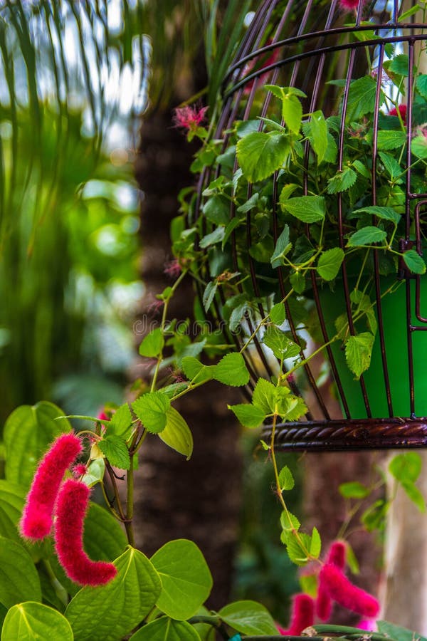 Fuzzy Plant stock photo. Image of fuzzy, unique, stems - 51603072