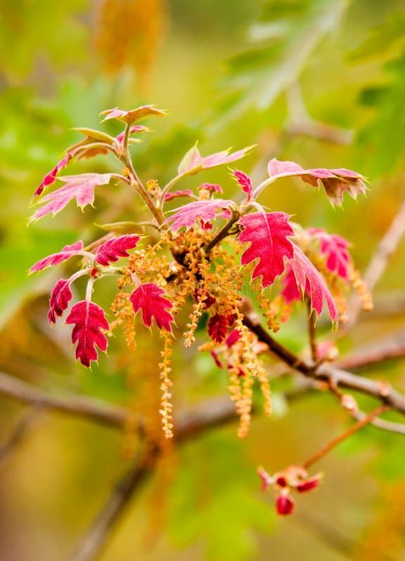 Fuzzy Red Oak Leaves ~ New Spring Growth Stock Photo - Image of fuzzy ...