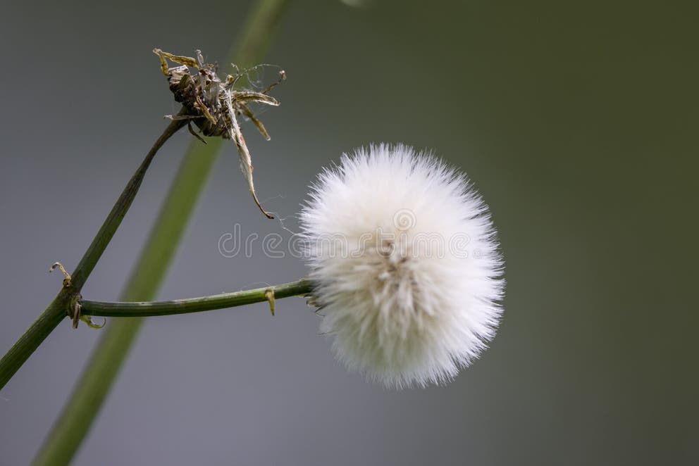 Fuzzy seeds of hawkweed stock image. Image of closeup - 384178239