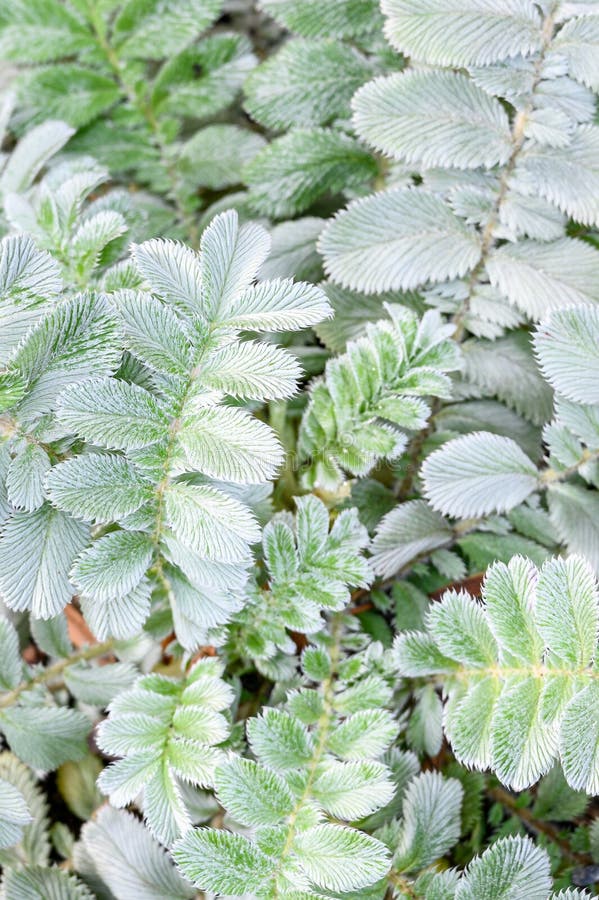 Fuzzy Silvery Leaves with Patterns in a Low Growing Plant in a Fall ...