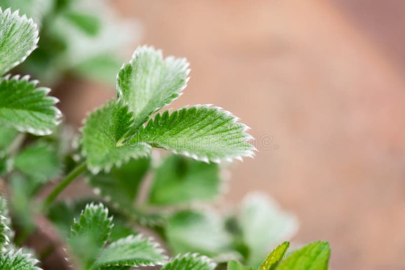 Fuzzy Strawberry Leaf stock image. Image of natural - 218958643