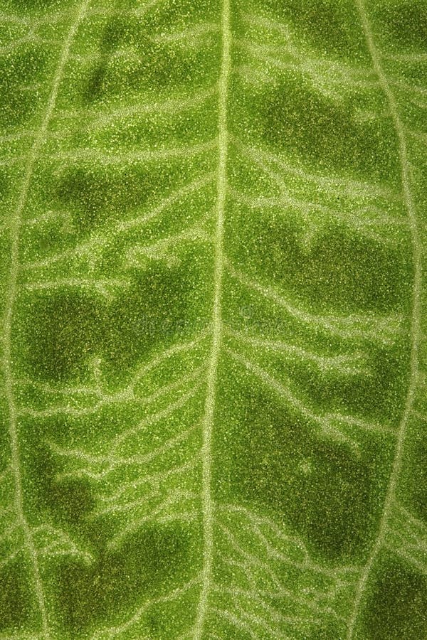 Fuzzy Surface of a Green Leaf As a Background Stock Image - Image of ...