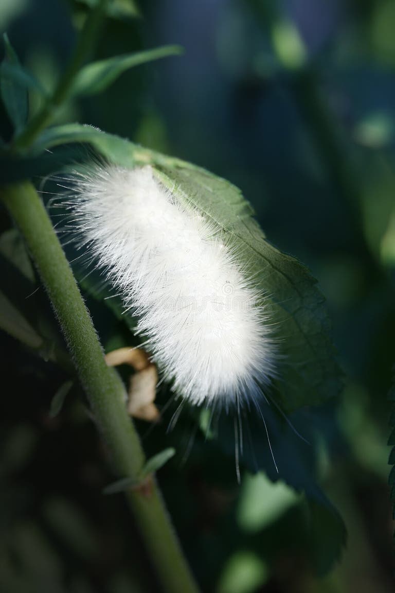 247 Fuzzy Caterpillar White Background Stock Photos - Free & Royalty ...
