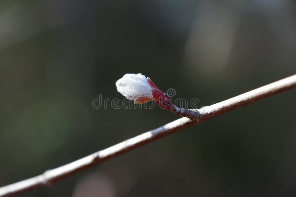 Fuzzy White Leaf Bud Facing Left on Gray and Brown Branch of Red Maple ...