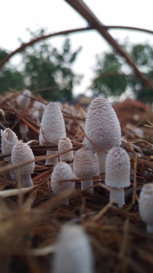 Fuzzy White Mushrooms Grow on Straw Stock Photo - Image of tree, quail ...