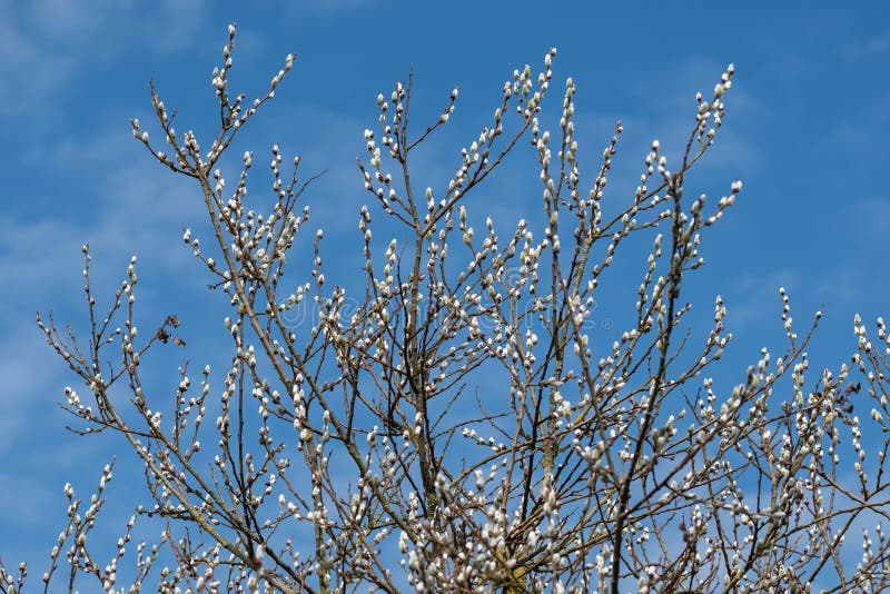 Fuzzy White Willow Buds on a Blue Sky Stock Photo - Image of branch ...