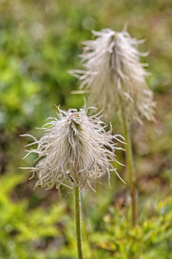Fuzzy Wild Flowers stock photo. Image of toxic, macro - 57203220