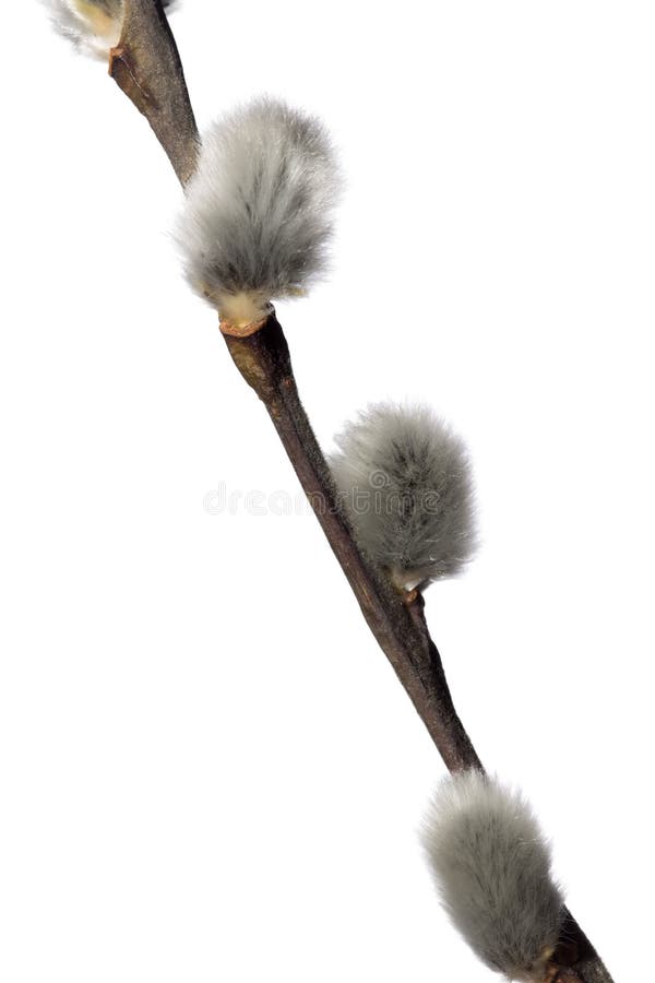 Fuzzy Willow On Branch Isolated On White Background Stock Photo - Image ...