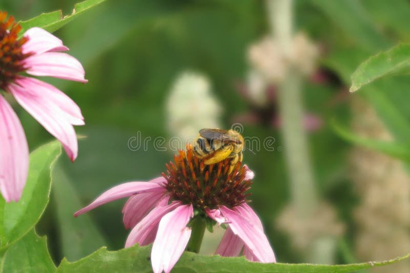Fuzzy Yellow Bumblebee on Flower Stock Image - Image of outdoors, wild ...