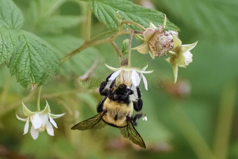 Yellow Bumblebee Pollinating Raspberry Blossoms Stock Photo - Image of ...