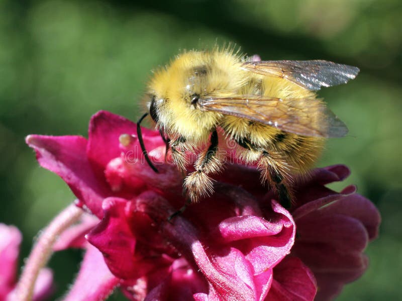 Fuzzy Yellow Bumblebee on Flower Stock Image - Image of outdoors, wild ...
