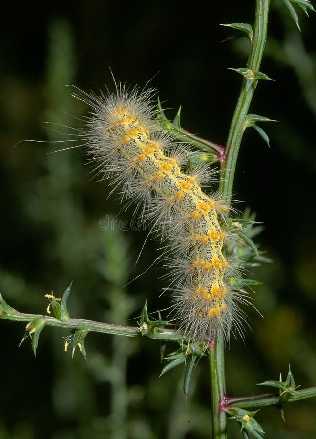Fuzzy yellow caterpillar stock photo. Image of landscape - 17945842