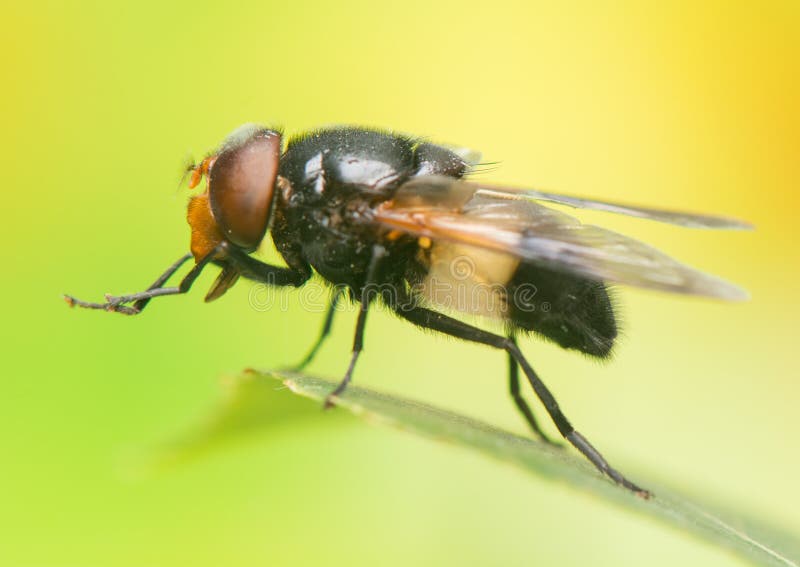 Fy stock image. Image of small, pest, detail, close, macrophotography ...