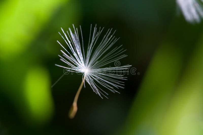 Dandelion seed pod stock image. Image of flower, southern - 78379321