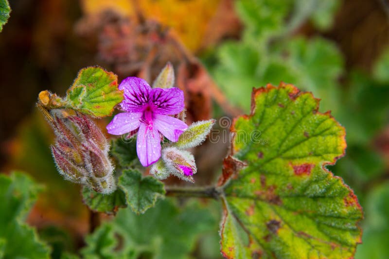 Fynbos Endemic Cape Flora at Table Mountain Stock Photo - Image of ... Fynbos Endemic Cape Flora at Table Mountain Stock Photo - Image of ...