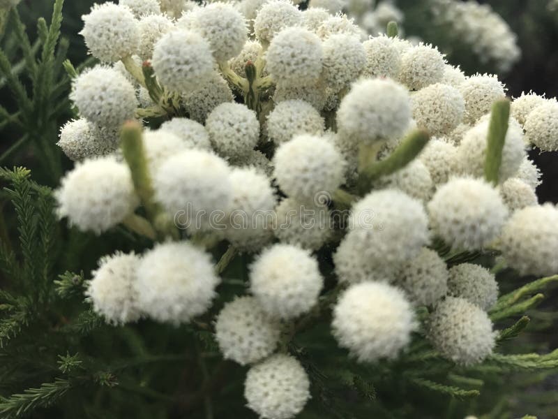 Flower Phylica Ericoides Stock Photos - Free & Royalty-Free Stock ...