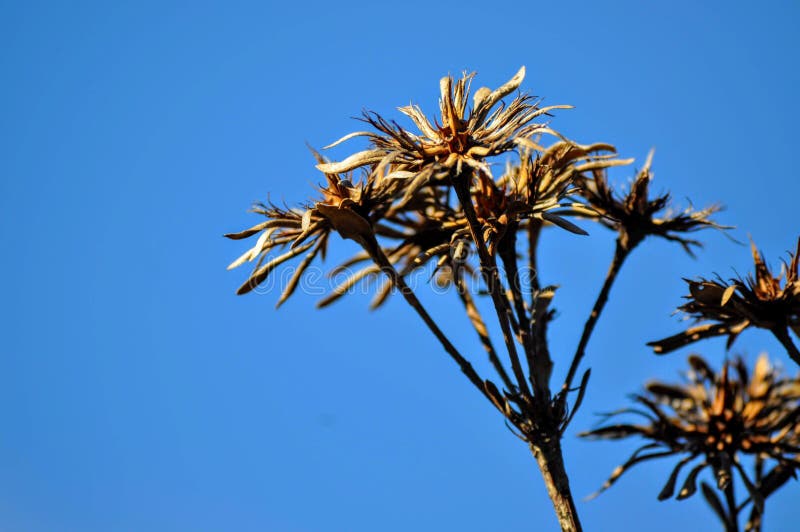 Fynbos flowers stock photo. Image of mountain, fynbos - 122410602