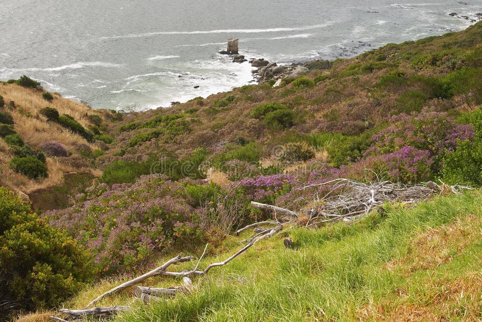 Fynbos on the Sea Shorewith Dry Branches Stock Image - Image of ...